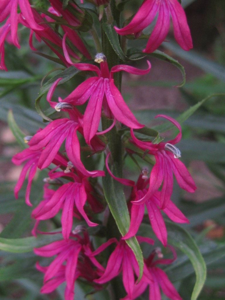 Cardinal Flower–a favorite native | Hummingbird Gardener
